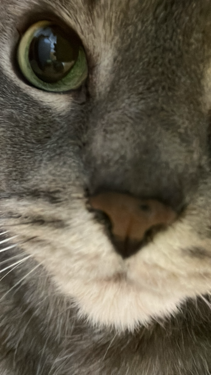 sufia s. khader (@flox@ecoevo.social) - ecoevo.social